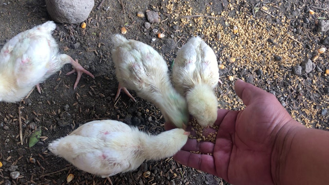 June 13, 2020 sisiw - YouTube