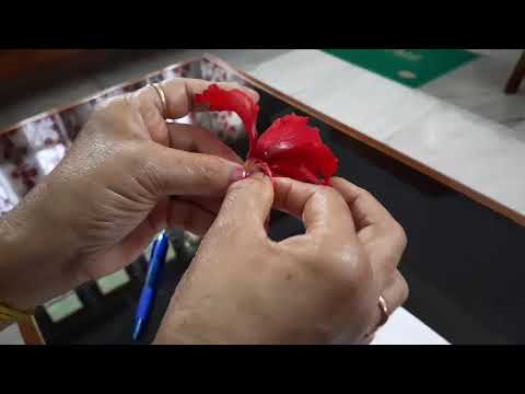 To study the reproductive parts of China rose flower| Class 12 Biology ...