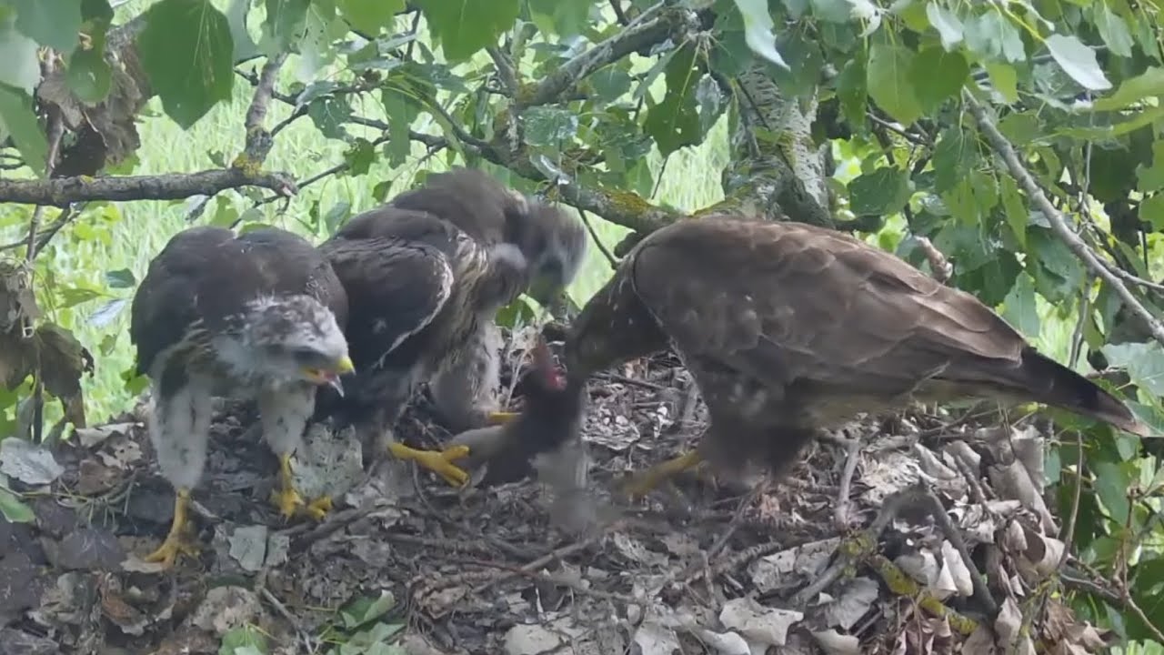 Common Buzzards | Both babies try to grab breakfast for self feeding ...