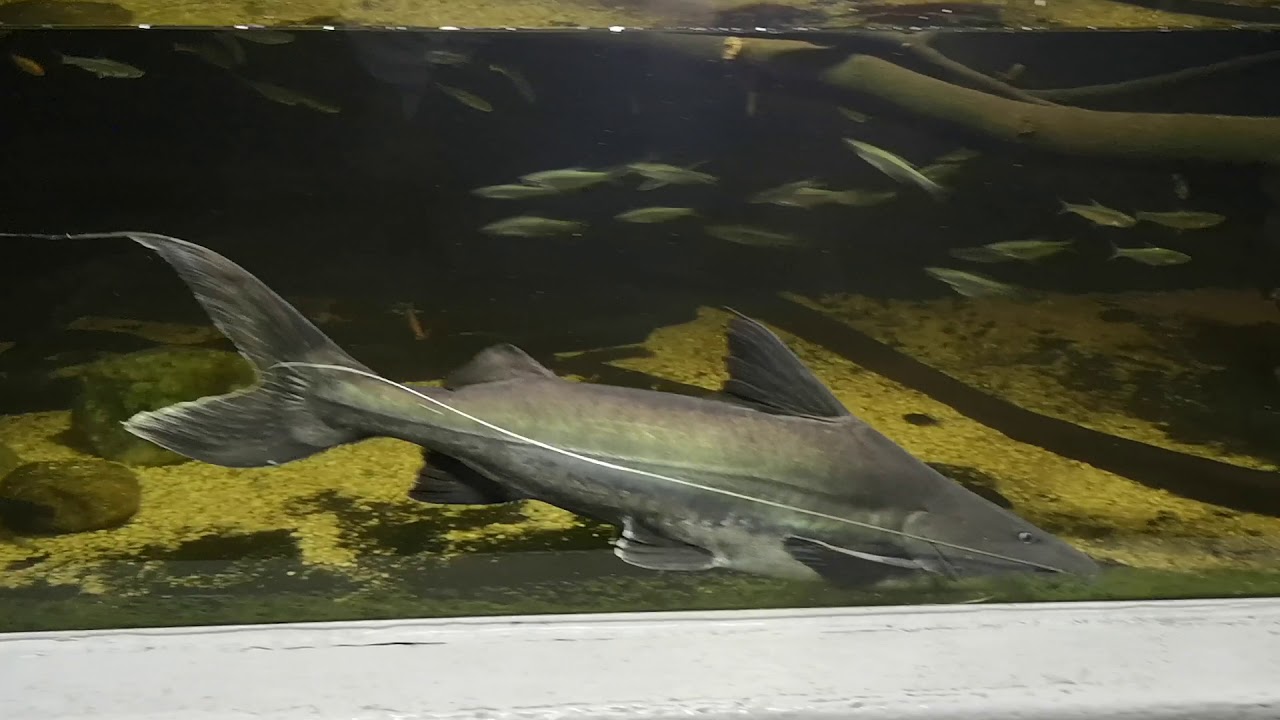 Brazil Piraiba Catfish #2 - YouTube