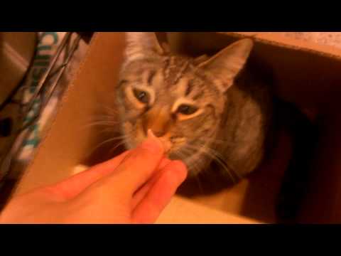 Gagging Kitty