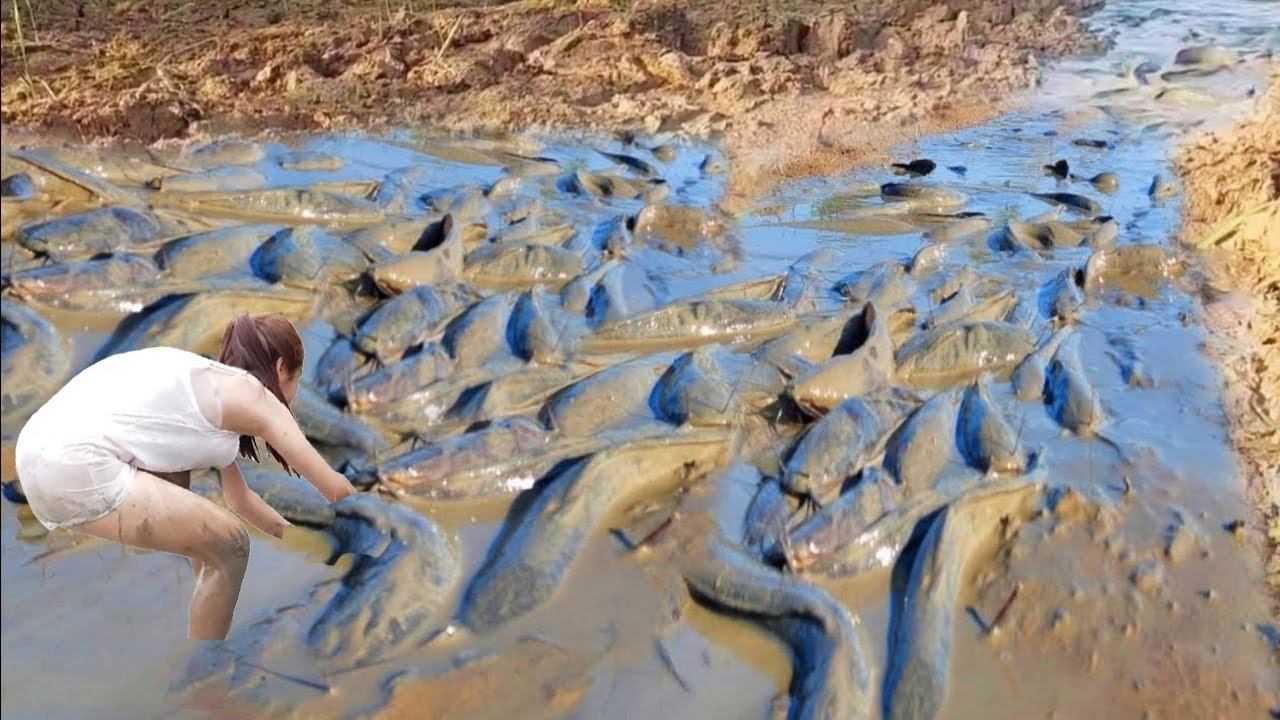 Bamboo Trap Fishing 2023 | Amazing Bamboo Trap Fishing in Ponds ...