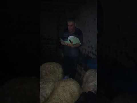 Axşam yoxlanışı