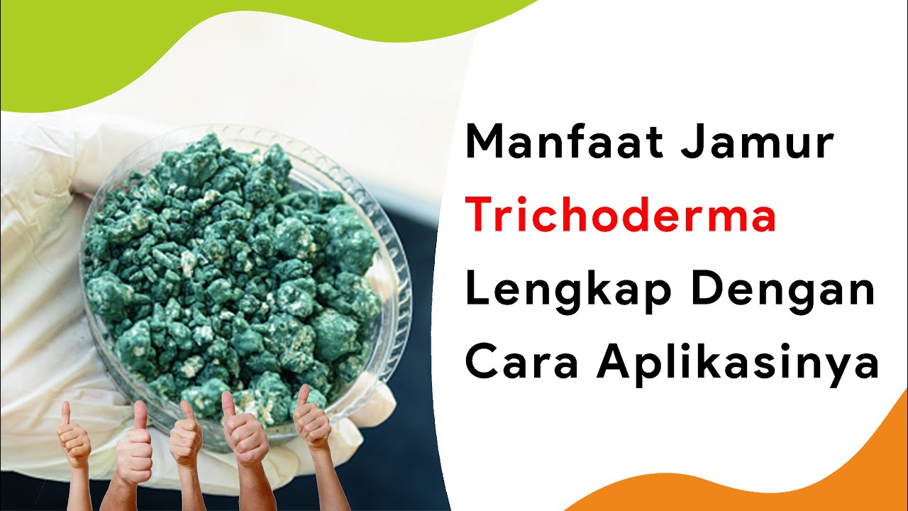 6 Fungsi dan 3 Cara Aplikasi Trichoderma Tanaman Cabe - YouTube