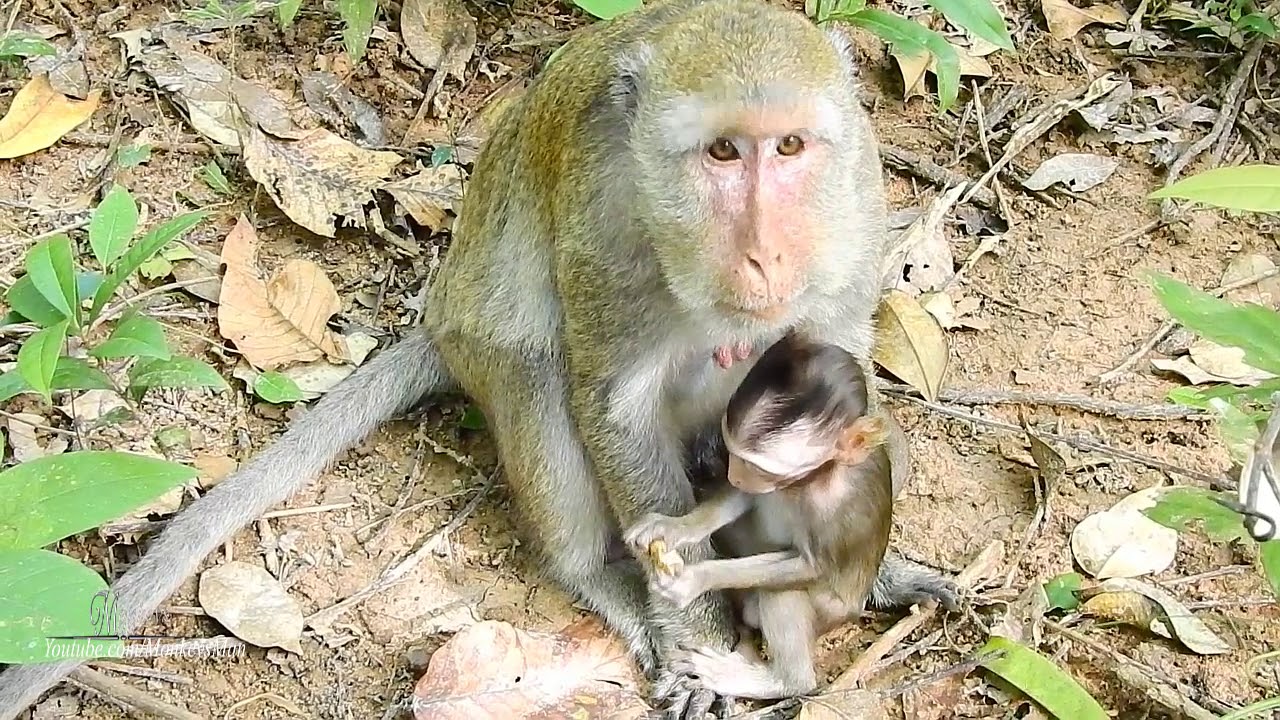 Very Pity Monkey Baby, What's Wrong With Mom, Daily Monkeys Man #821 ...