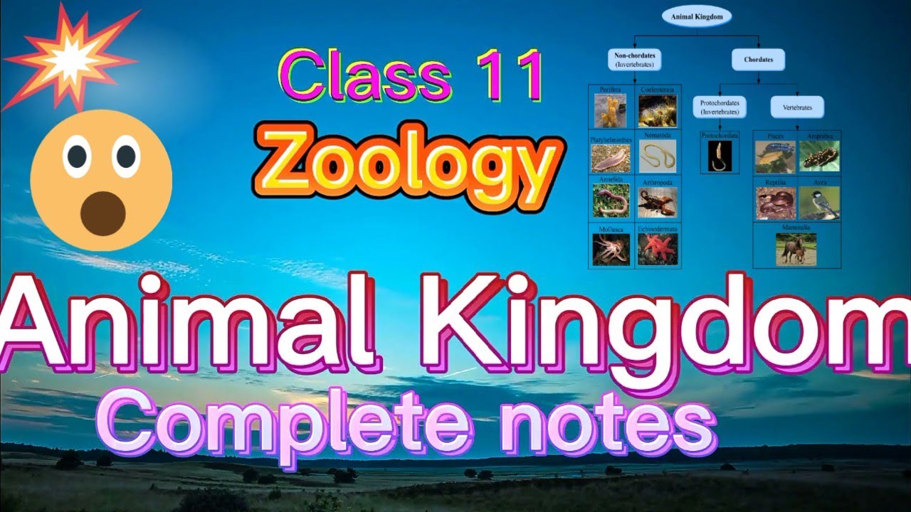 Animal kingdom/kingdom animalia/Class 11 Zoology in Nepali |Complete ...