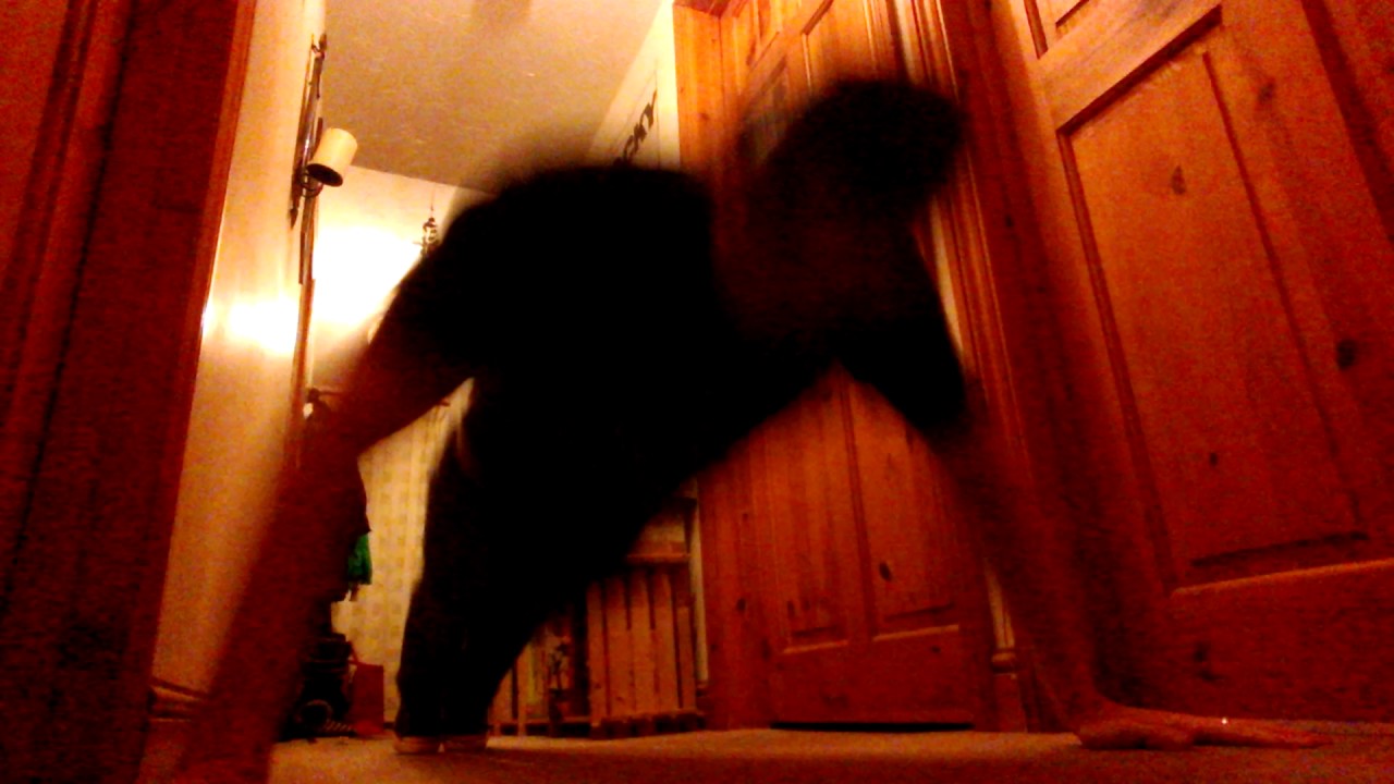 Day 84 - Gingi (Shrek). 100 impressions, 100 x 100 push ups. - YouTube