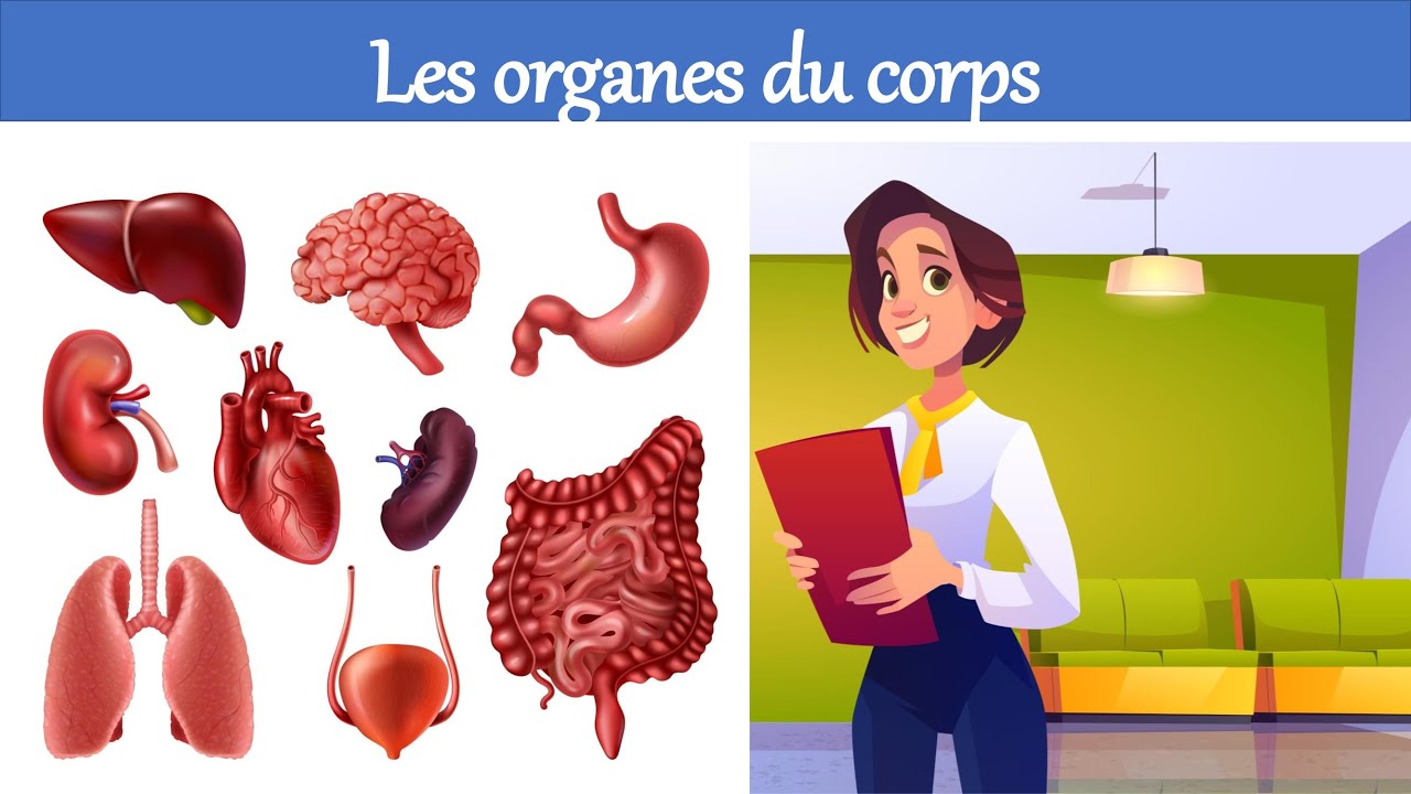 Apprendre les organes internes du corps humain. - YouTube