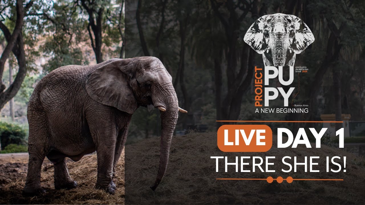 Live Pupy Update Day 1: There She Is! - YouTube