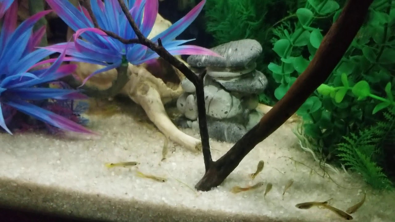 My Overstocked 45 gallon guppy aquarium - YouTube