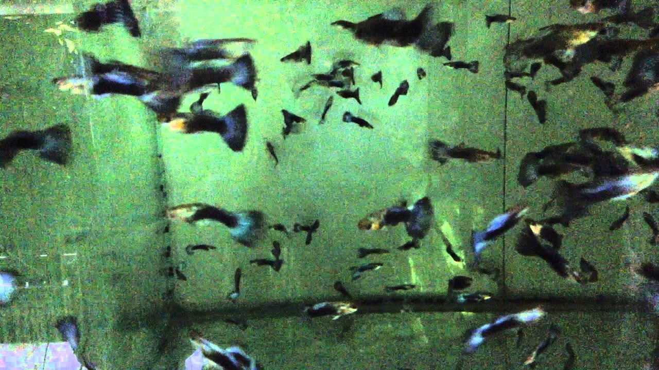 Guppy Moscow Green XL - YouTube