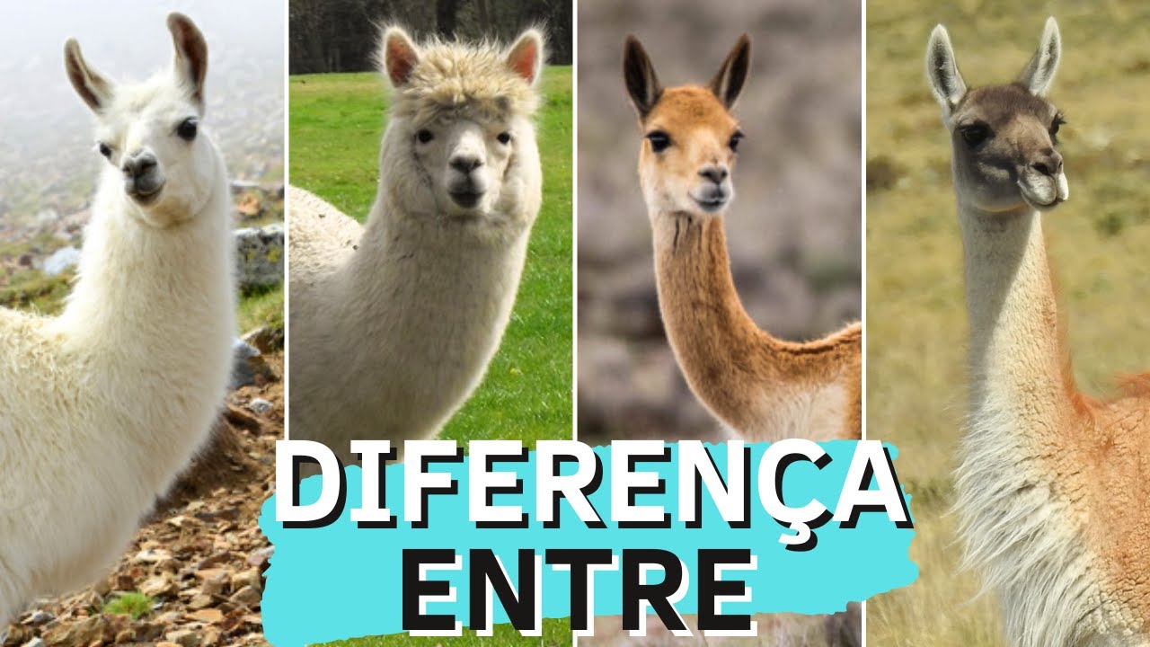 Alpaca Vs Lhama E Vicunha Echo Green: Diferenças Entre A Alpaca,