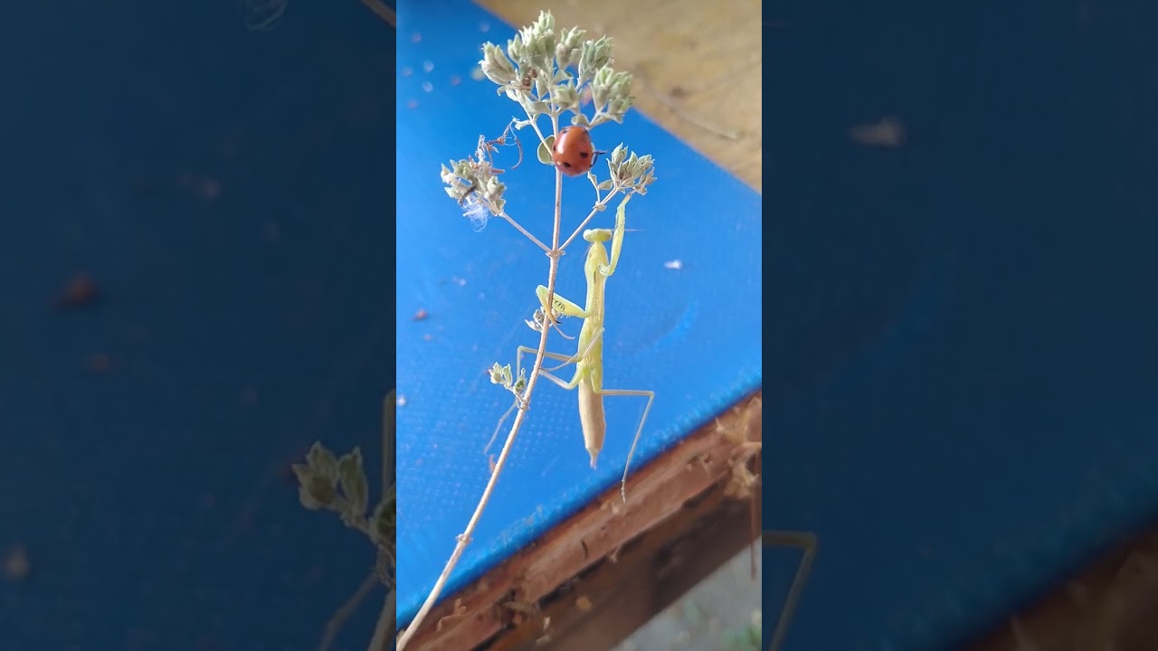 Praying Mantis VS Ladybug - YouTube