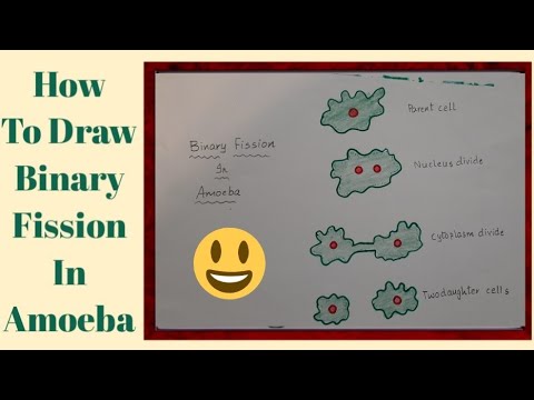 How to draw the diagram of Binary Fission in Amoeba easy | Binary ...