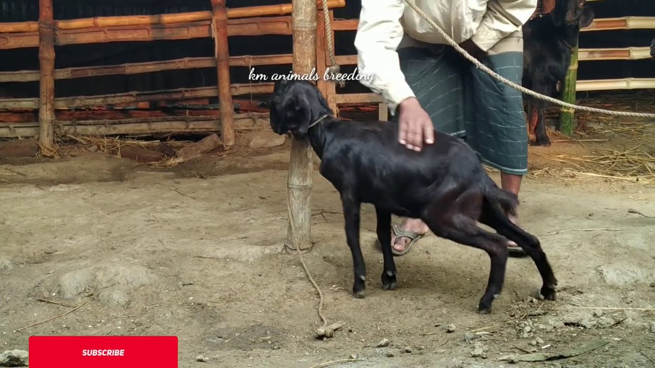 Giant billy goat meetings with big goat bakri। goat heating। breeding ...