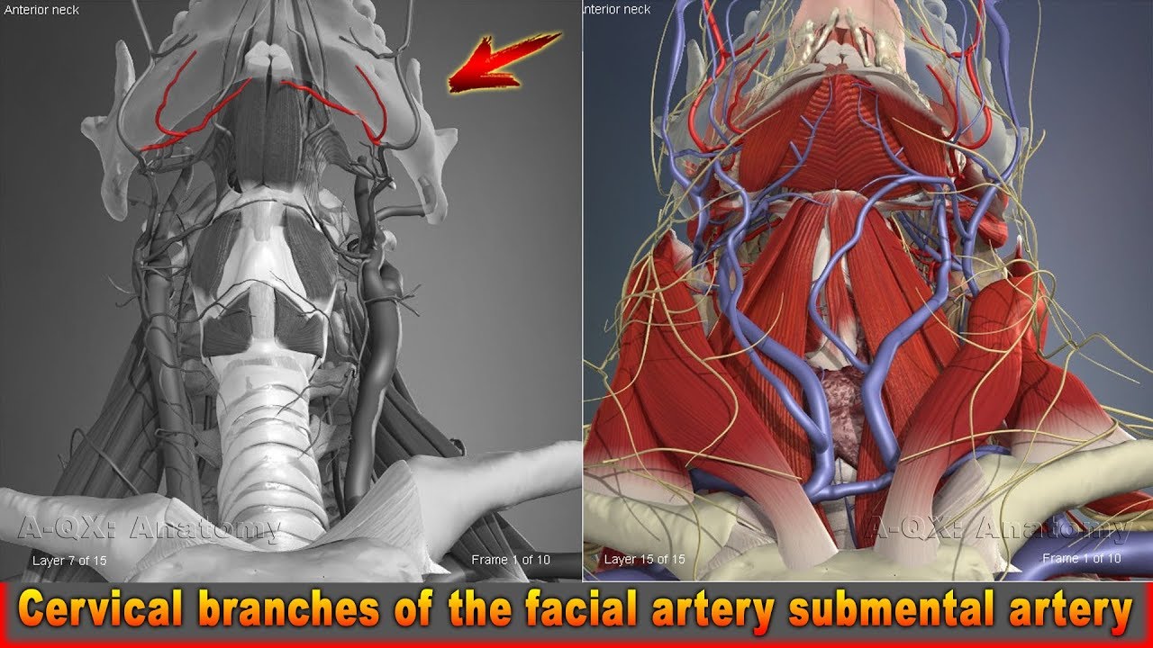 Cervical branches of the facial artery submental artery | Arteries of ...