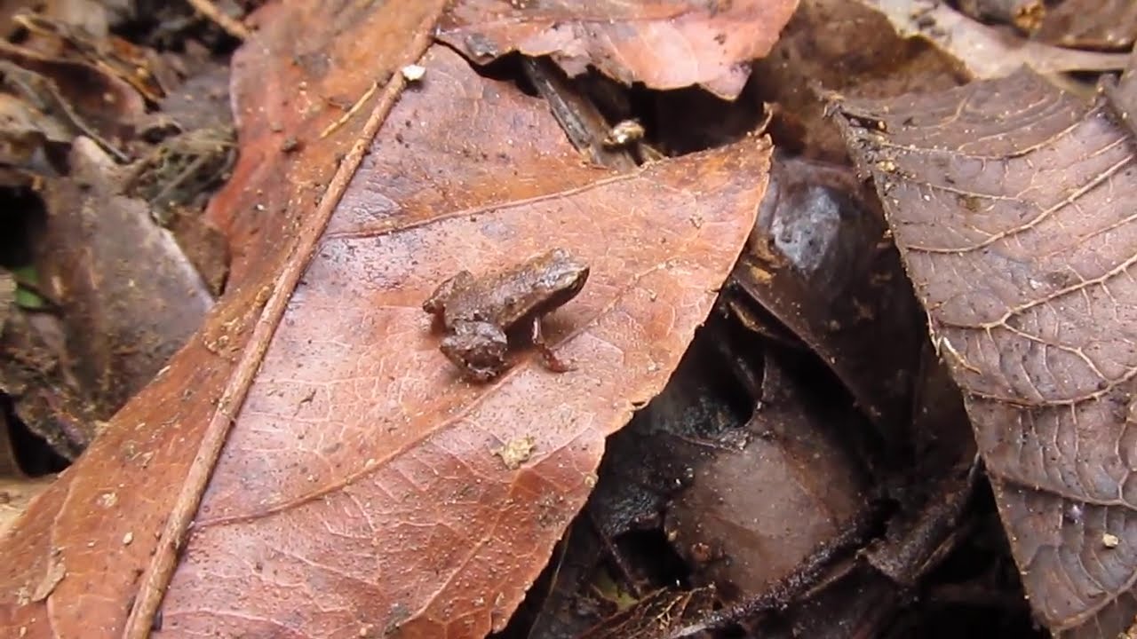 Sapinho-pulga (Brachycephalus sulfuratus) - YouTube