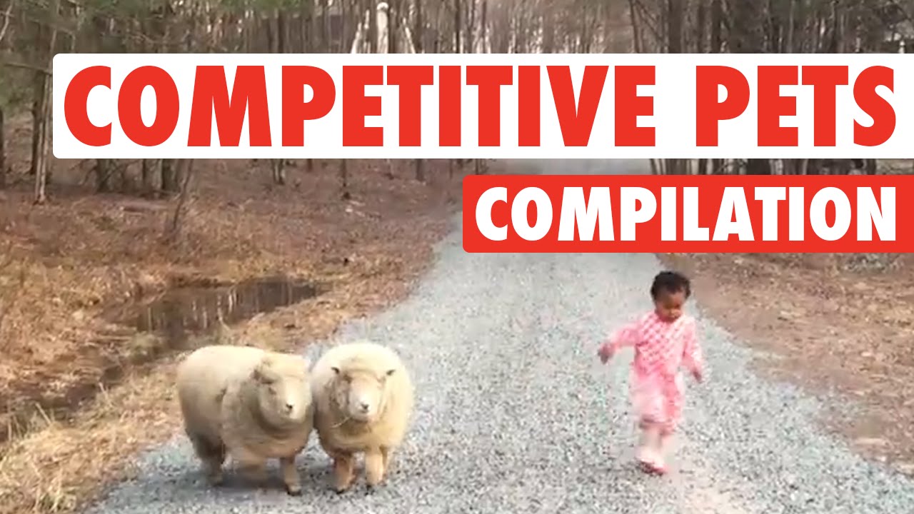 Ultimate Pet Competitions || Competitive Pets - YouTube
