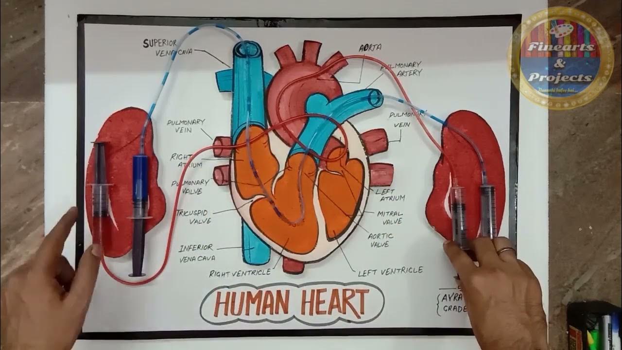 #diy #Science Project Blood Circulation in Human Heart - YouTube