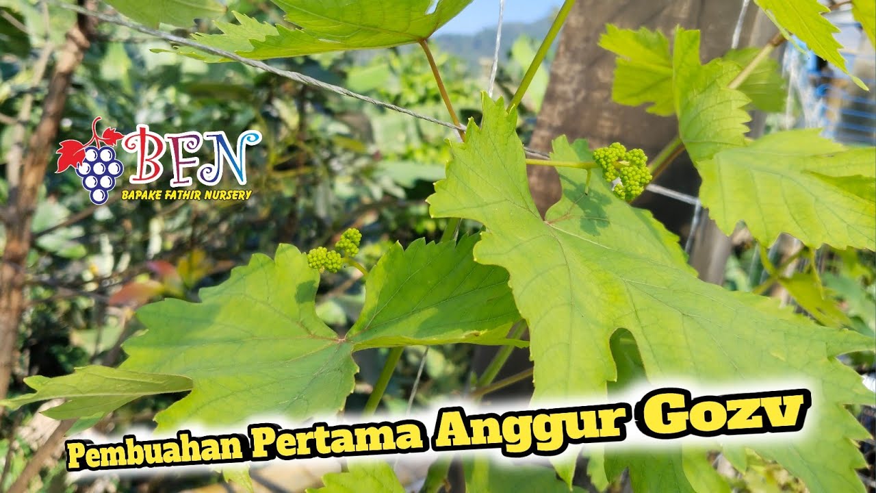 Update Pembuahan Anggur Gozv Pada Pembuahan Pertama !!! - YouTube