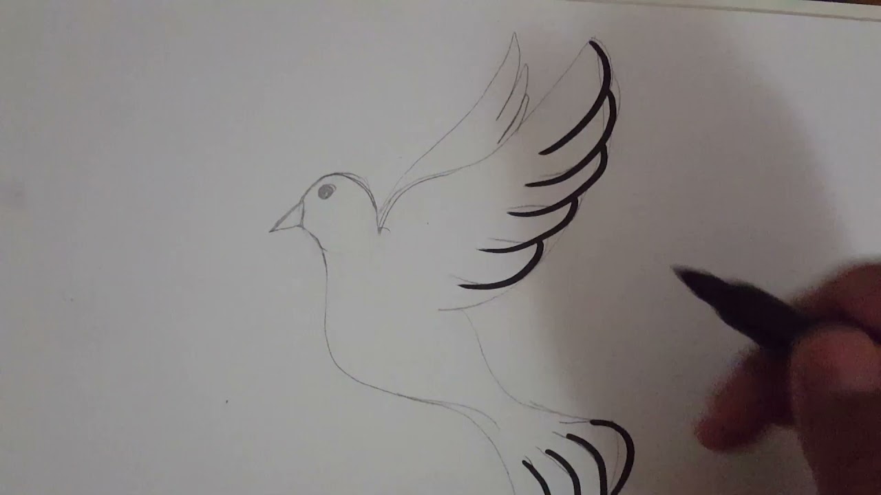 Como dibujar una paloma. Facil de hacer. - YouTube