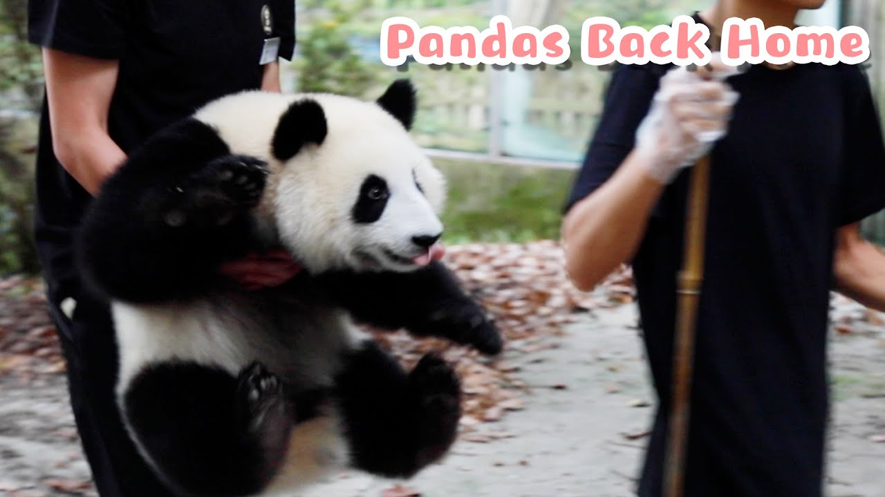 Tell You Some Tricks Of Taking Pandas Home | iPanda - YouTube
