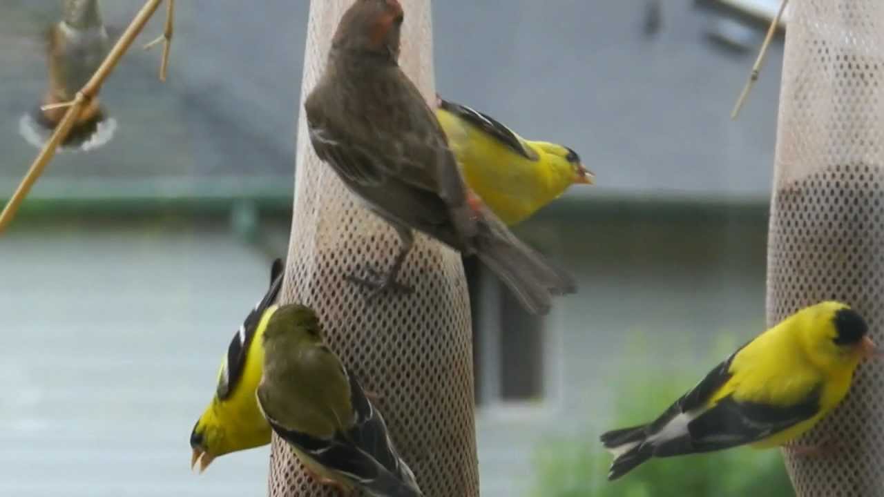 Goldfinch, House Finch, Pine Siskin - Pacific Northwest Bird Watching ...