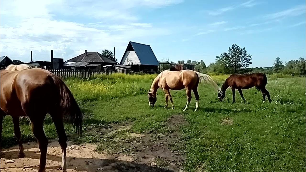 Утренняя зарядка Youtube