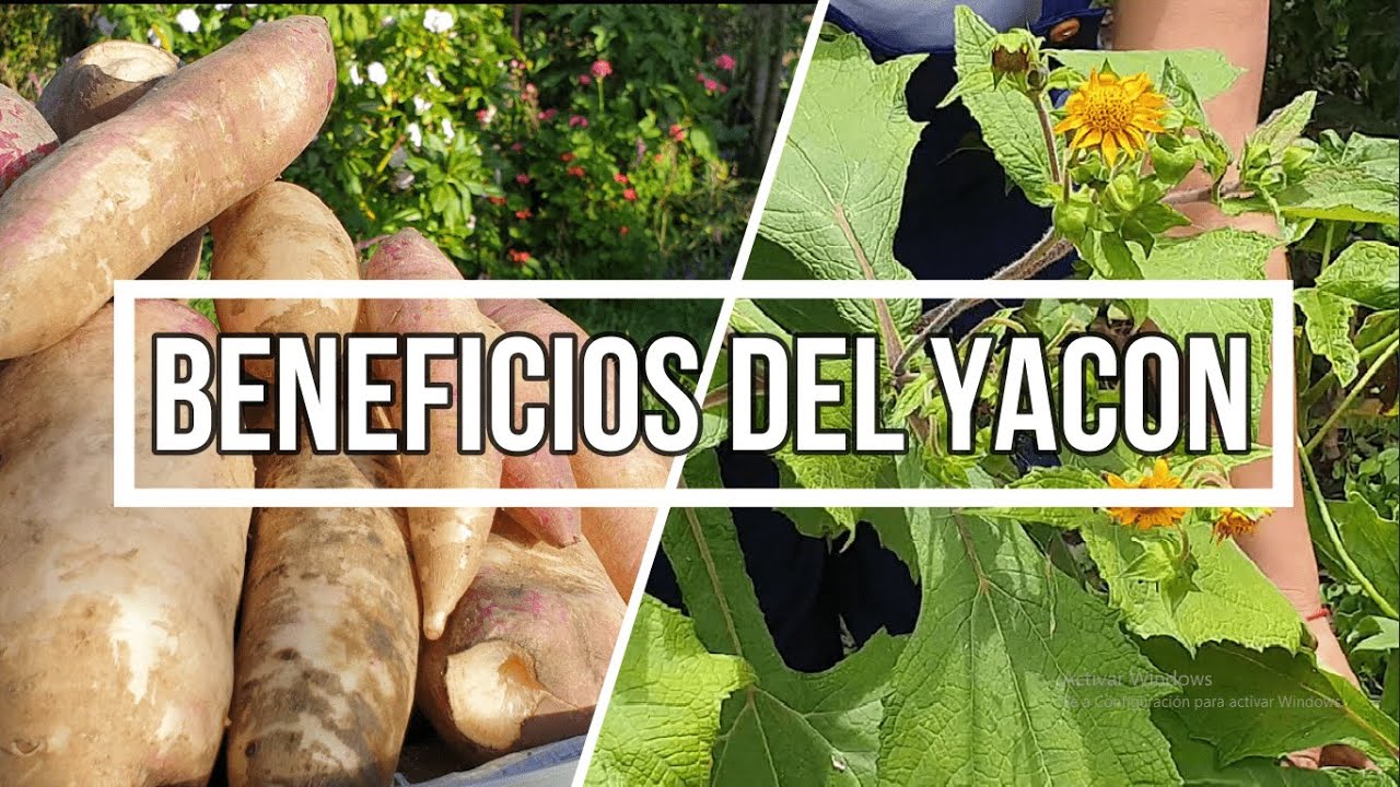 YACON beneficios y sus propiedades, regula los niveles de azúcar ...