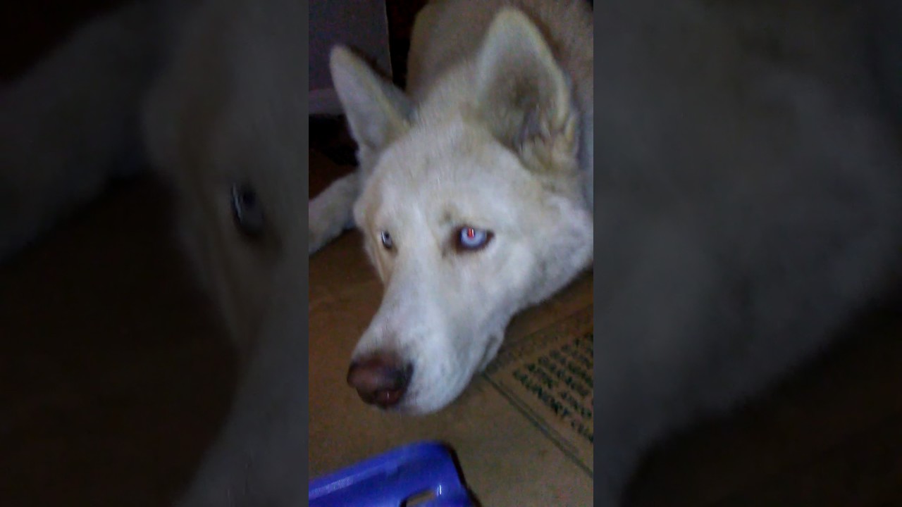 Albino German Shepard cute dog - YouTube