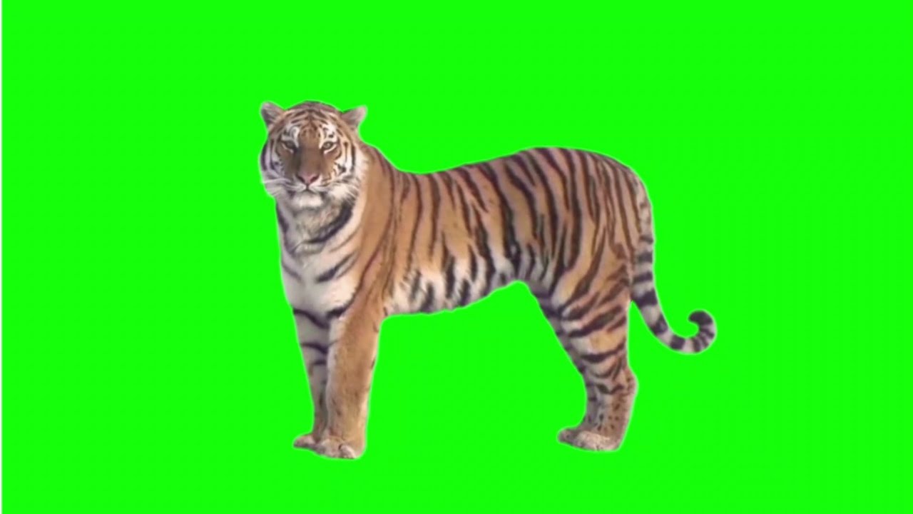 Tiger green screen - YouTube