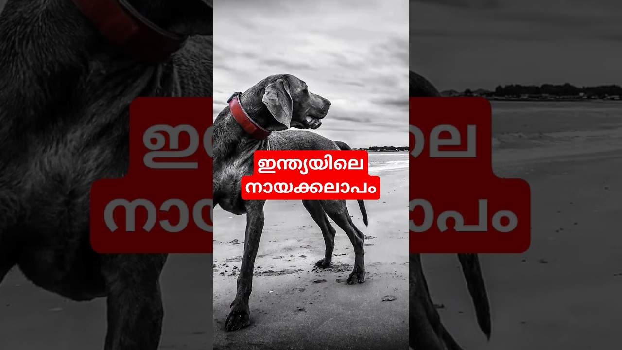 നായകളെ കൊന്നൊടുക്കിയവര്‍ | Bombay Dog riots | #shorts #history #facts # ...