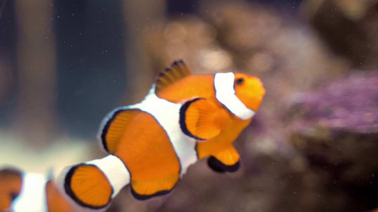 4k short video ║ close-up footage of a clownfish - YouTube