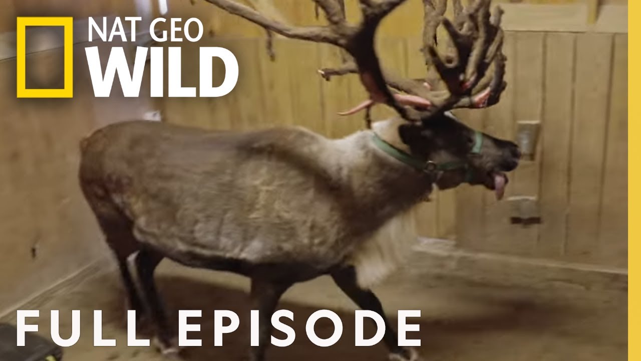 Reindeer Pedicure (Full Episode) | Secrets of the Zoo - YouTube