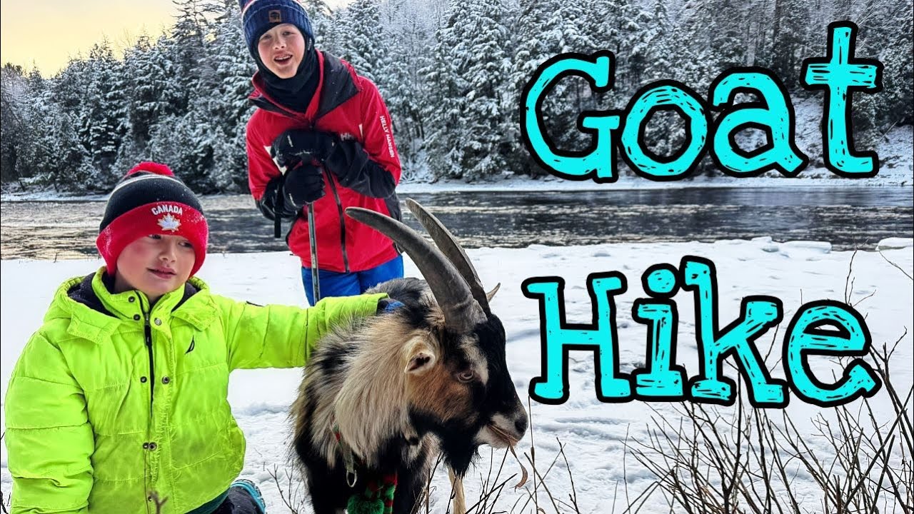 GOAT ADVENTURES - Hiking & Snowshoeing with Pack Goats in Quebec! - YouTube
