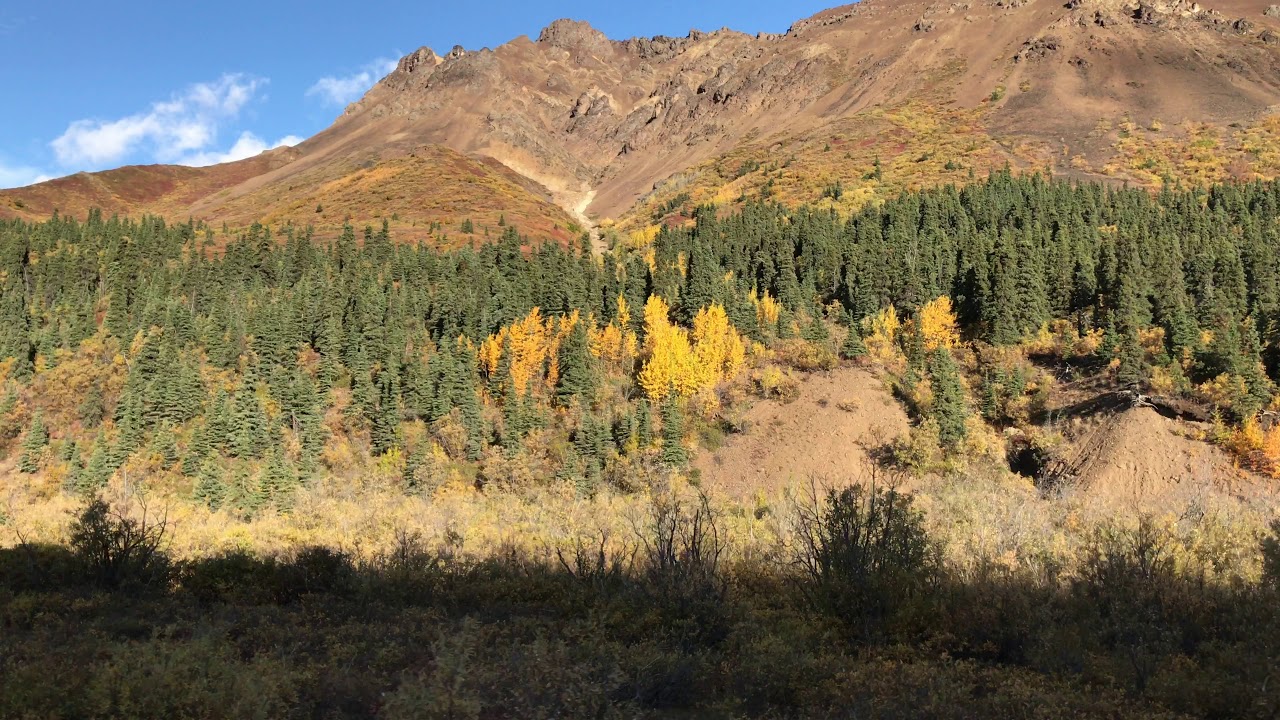 Denali Tundra Wilderness Tour - Bus 1 - YouTube