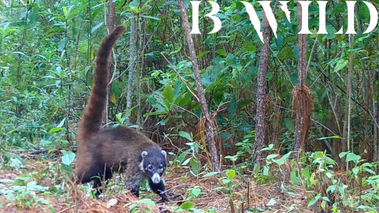 Mexican Wild Cats | Jaguar, Cougar, Ocelot, Margay, Coati, Deer, Weasel ...