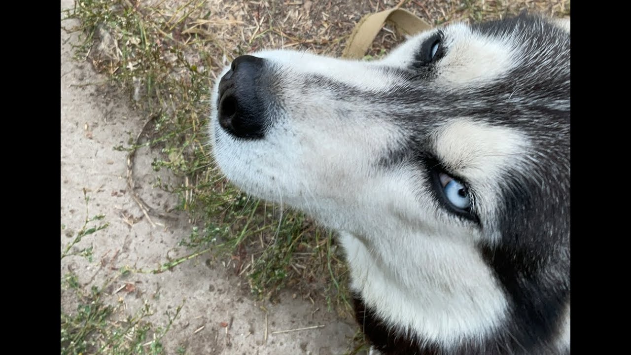 Husky online #dogs #husky #animallife #siberianhusky - YouTube
