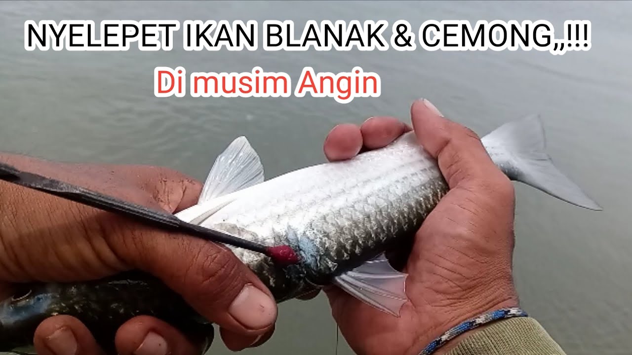 Nyelepet ikan belanak / cemong,,,!! #ketapelikan #ikan #belanak # ...