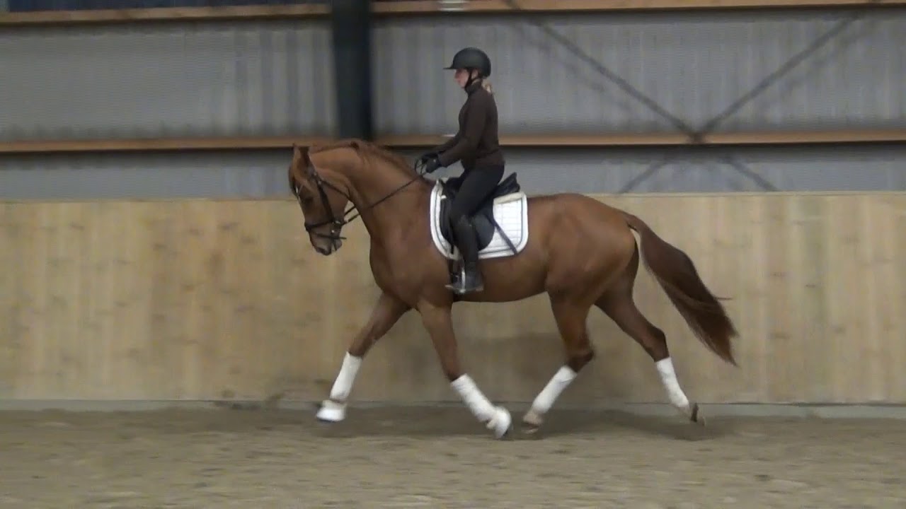 Stallion - born 2017 (Revolution / Leandro) - YouTube