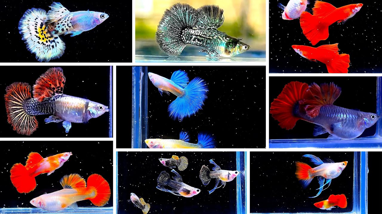 The Most Beautiful and Rare Guppy Species You Should Know - YouTube