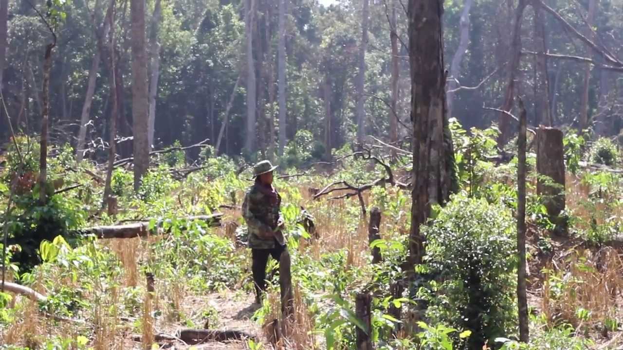 Patrol the Forest, Patrol the Hope - YouTube