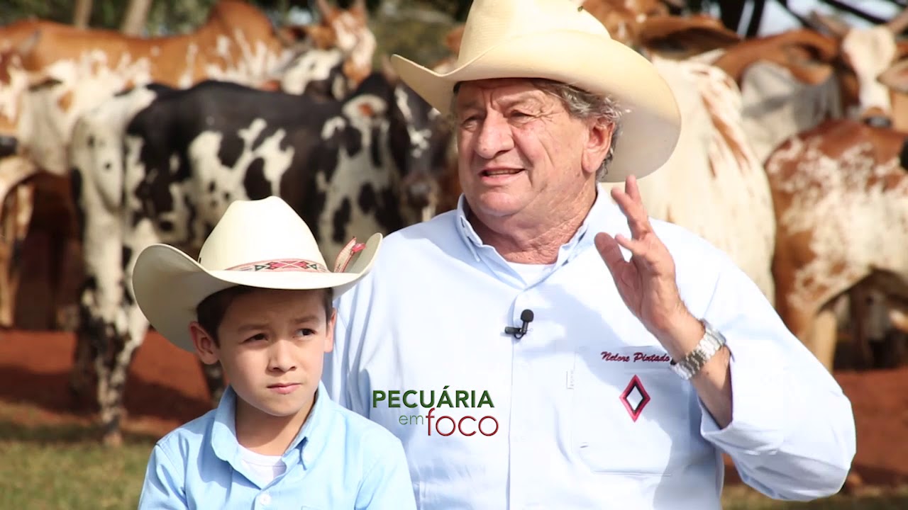 PECUÁRIA EM FOCO - LEILÃO NELORE PINTADO PO - HÉLIO CORREA DE ASSUNÇÃO ...