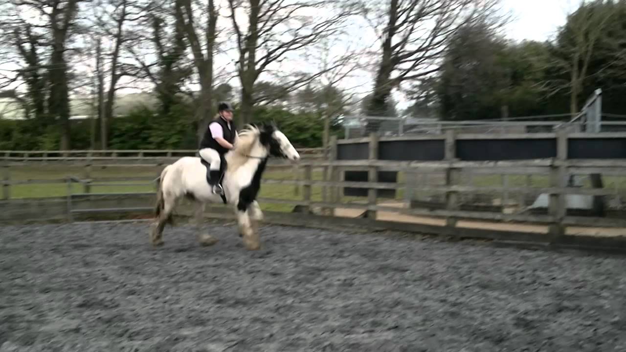 Gypsy Vanners can jump! - YouTube