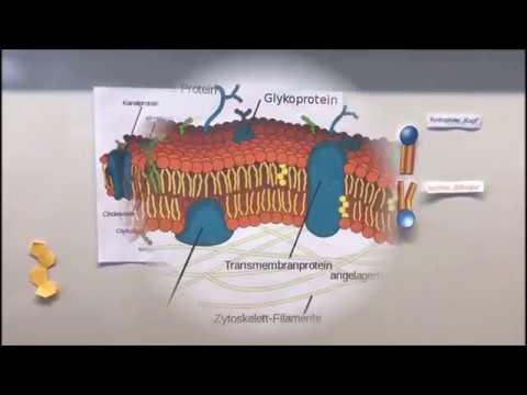 Biomembran Lernvideo - YouTube