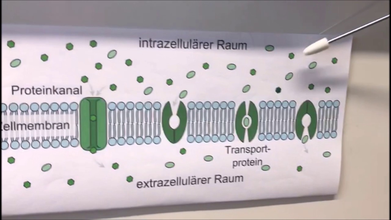 Biomembran Lernvideo - YouTube