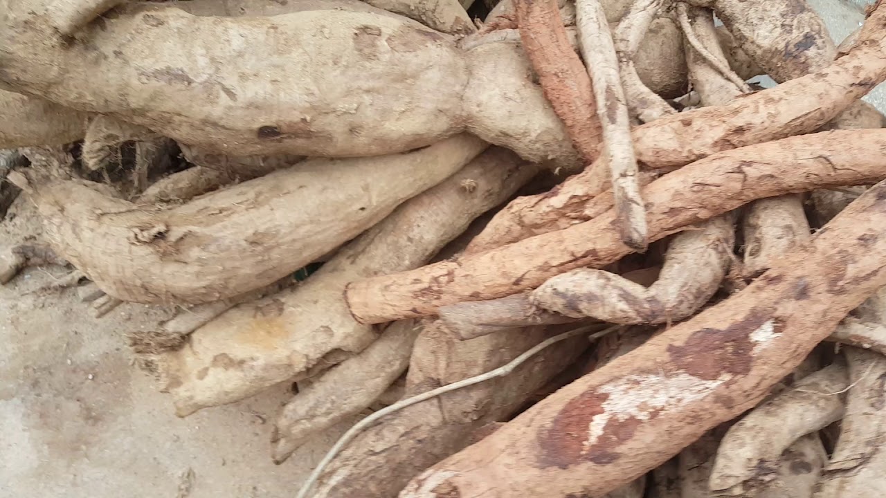 칡뿌리(kudzu root) - YouTube