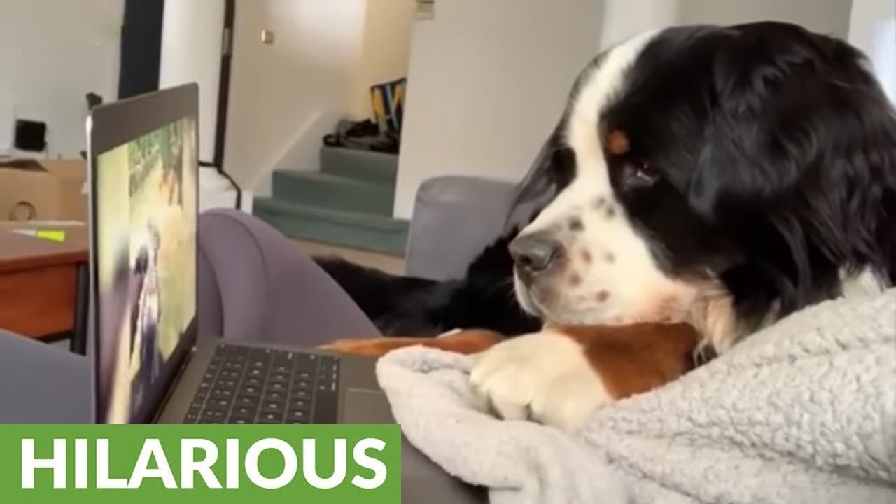 Bernese fascinated by dog compilation videos on laptop - YouTube