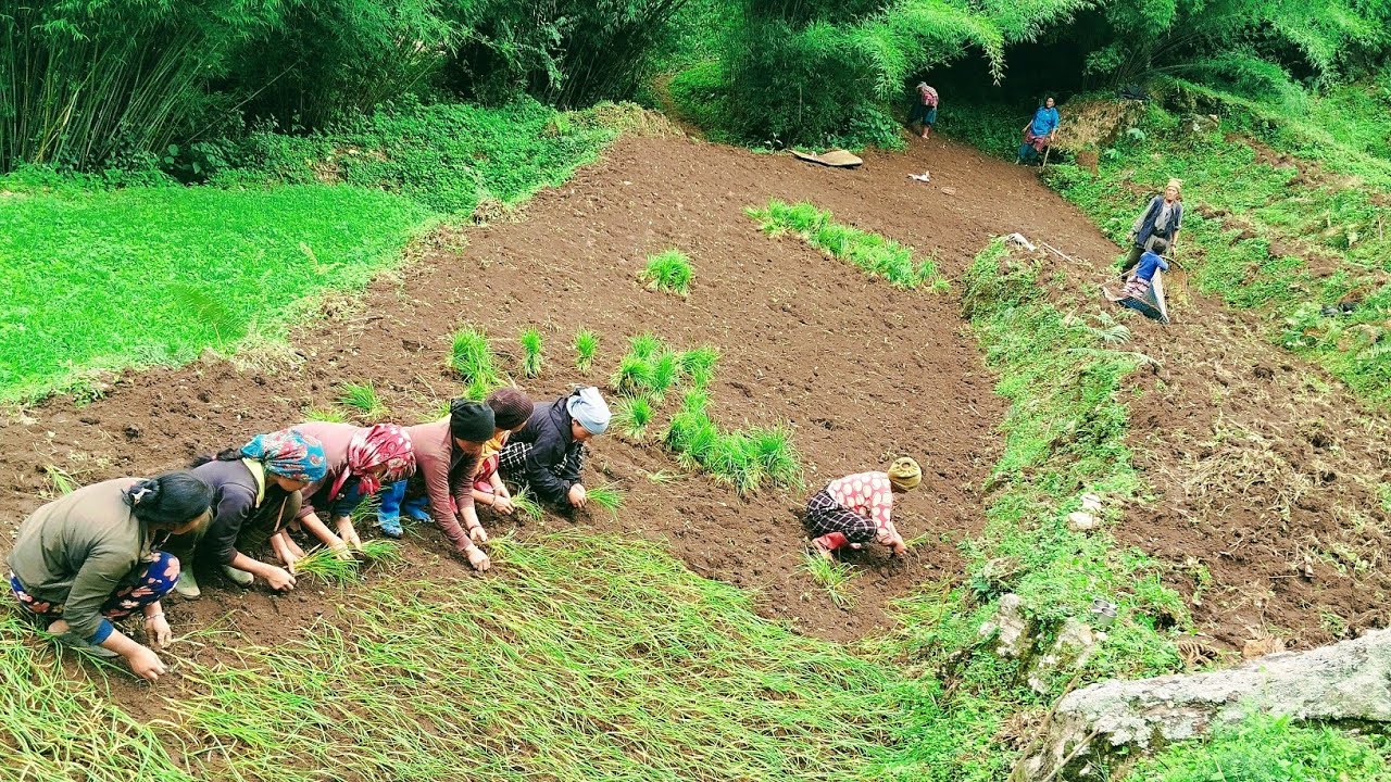 kodo ropai henuhas haii🌱🌱😊 - YouTube