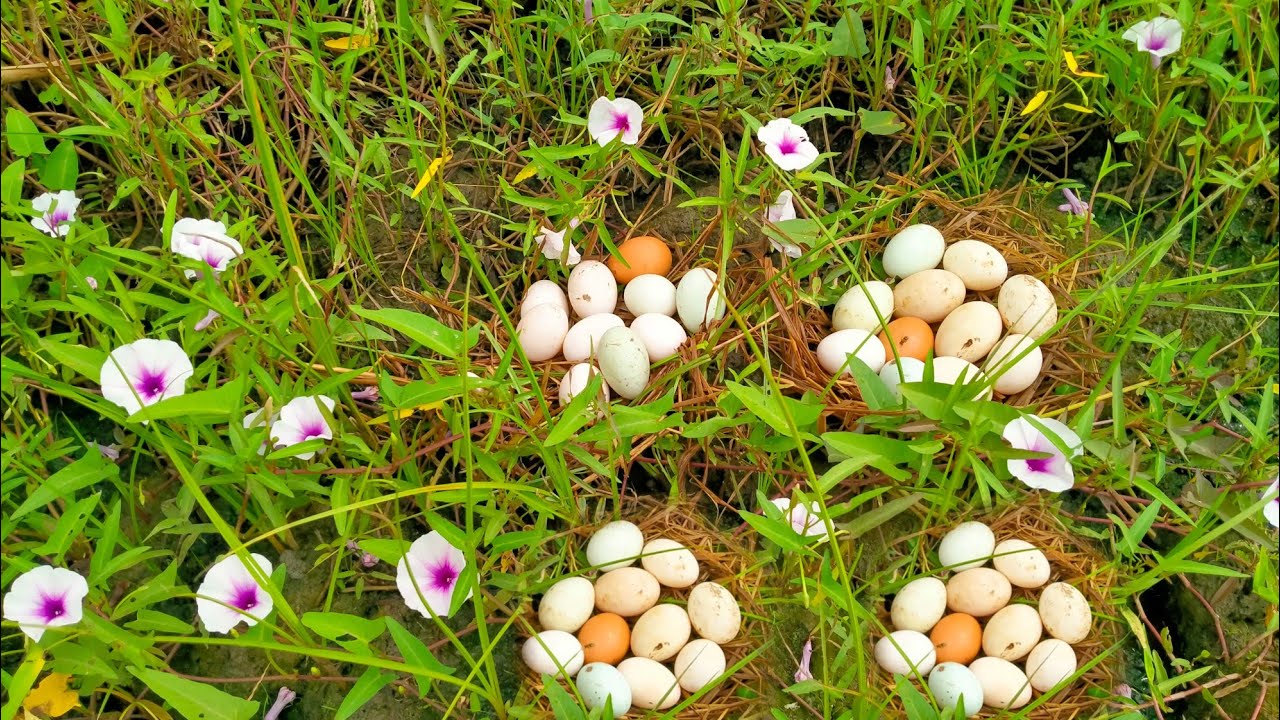 wow wow wow best fishing! a fisherman pick eggs a lots in grass dry ...